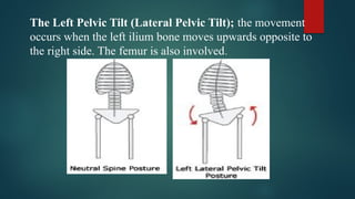The bones of the pelvis and it's function and joints involved.pptx