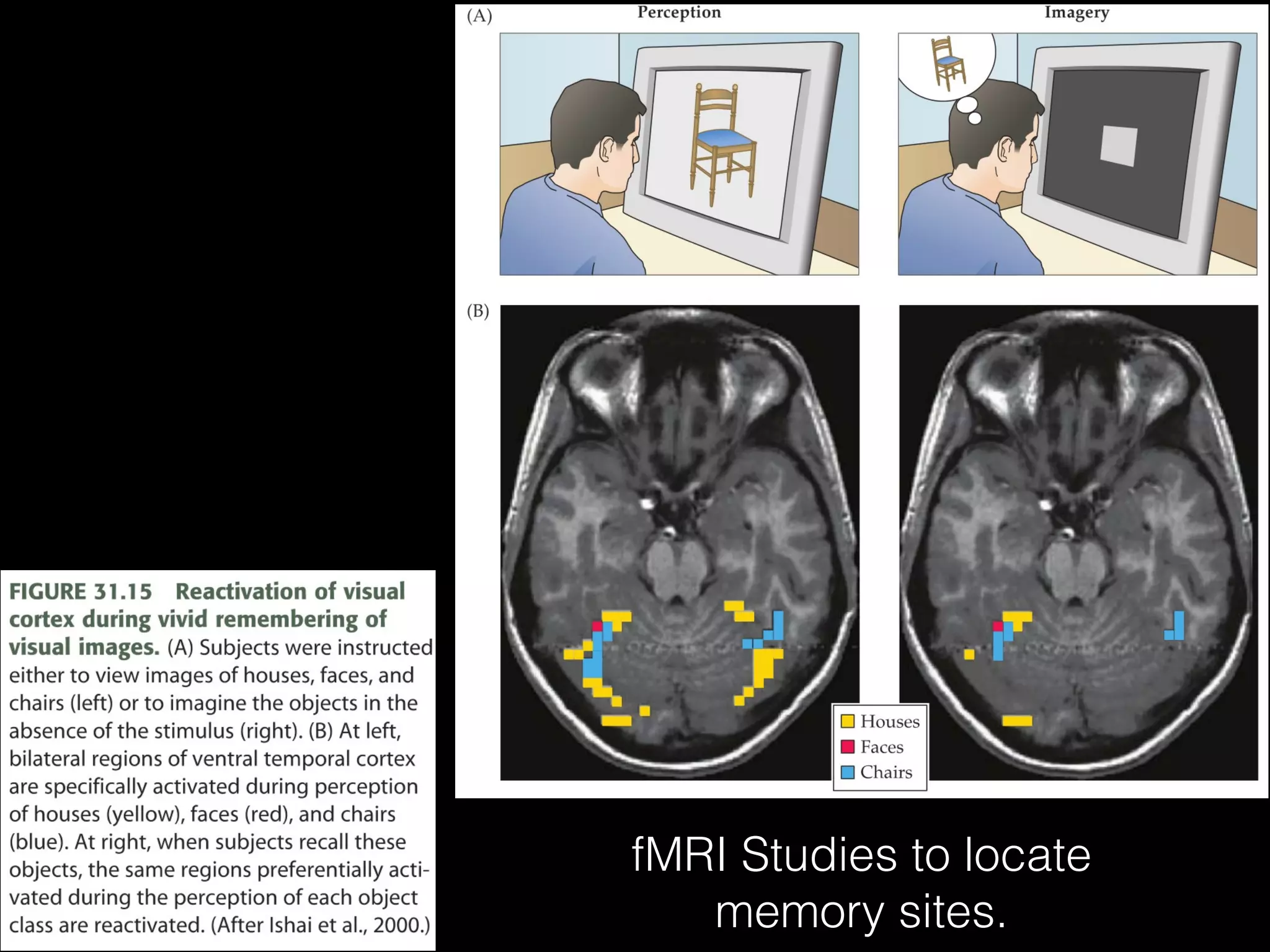 Neurobiology of Memory | PPT