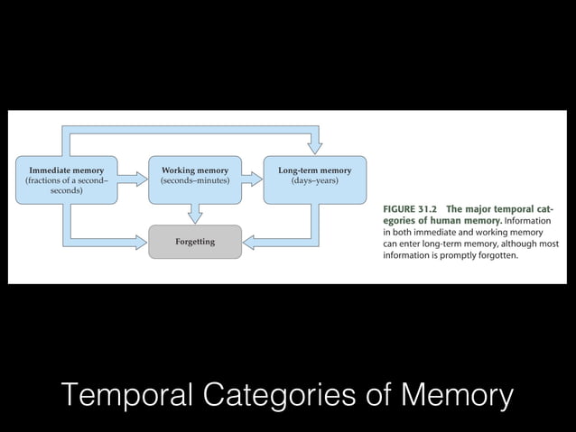 Neurobiology of Memory | PPT | Brain and Nervous System Disorders ...
