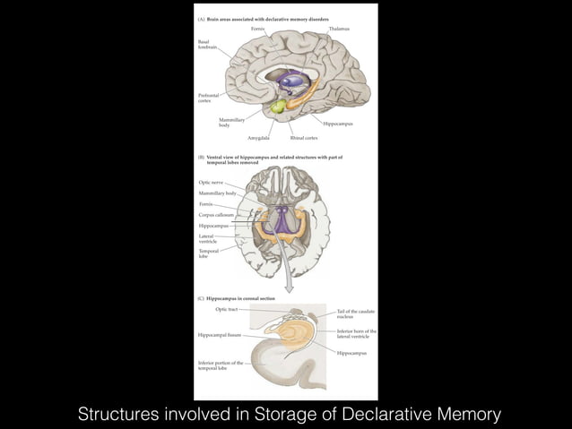 Neurobiology of Memory | PPT | Brain and Nervous System Disorders ...