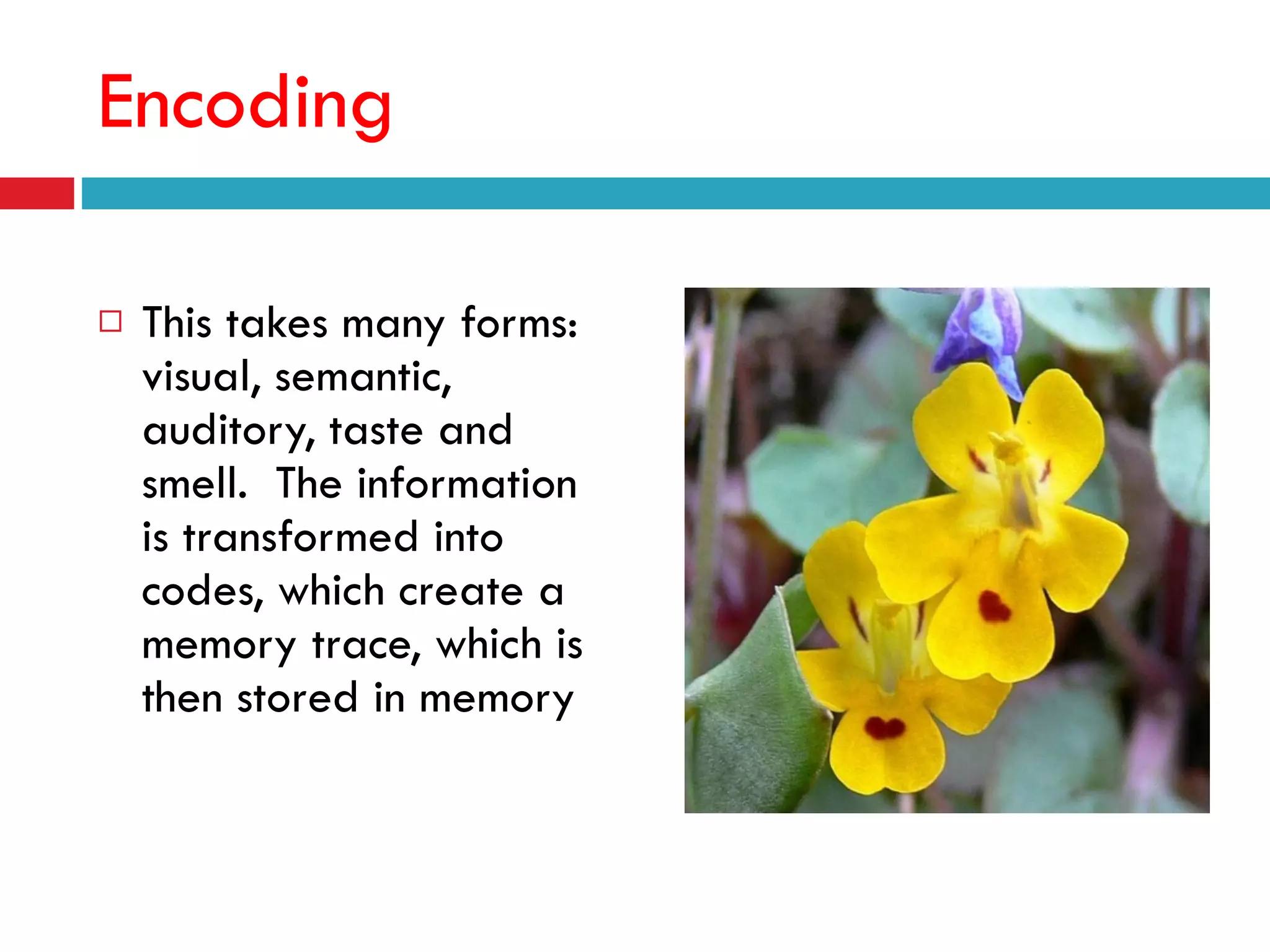 Memory recap 2009 | PPT