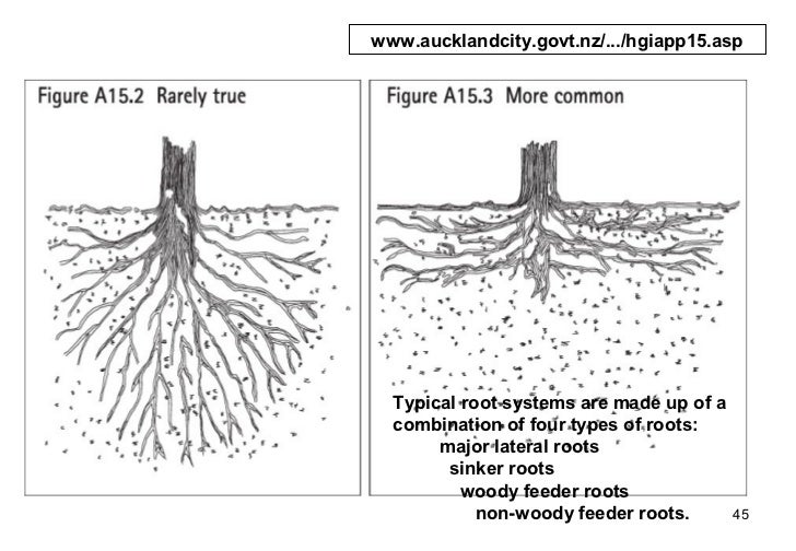 Menanam pohon-untuk-sumberdaya-air