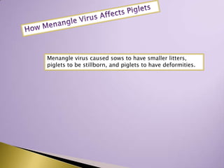 Menangle virus | PPTX