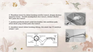 MENCIT IV KEL 5.pptx