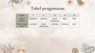 MENCIT IV KEL 5.pptx