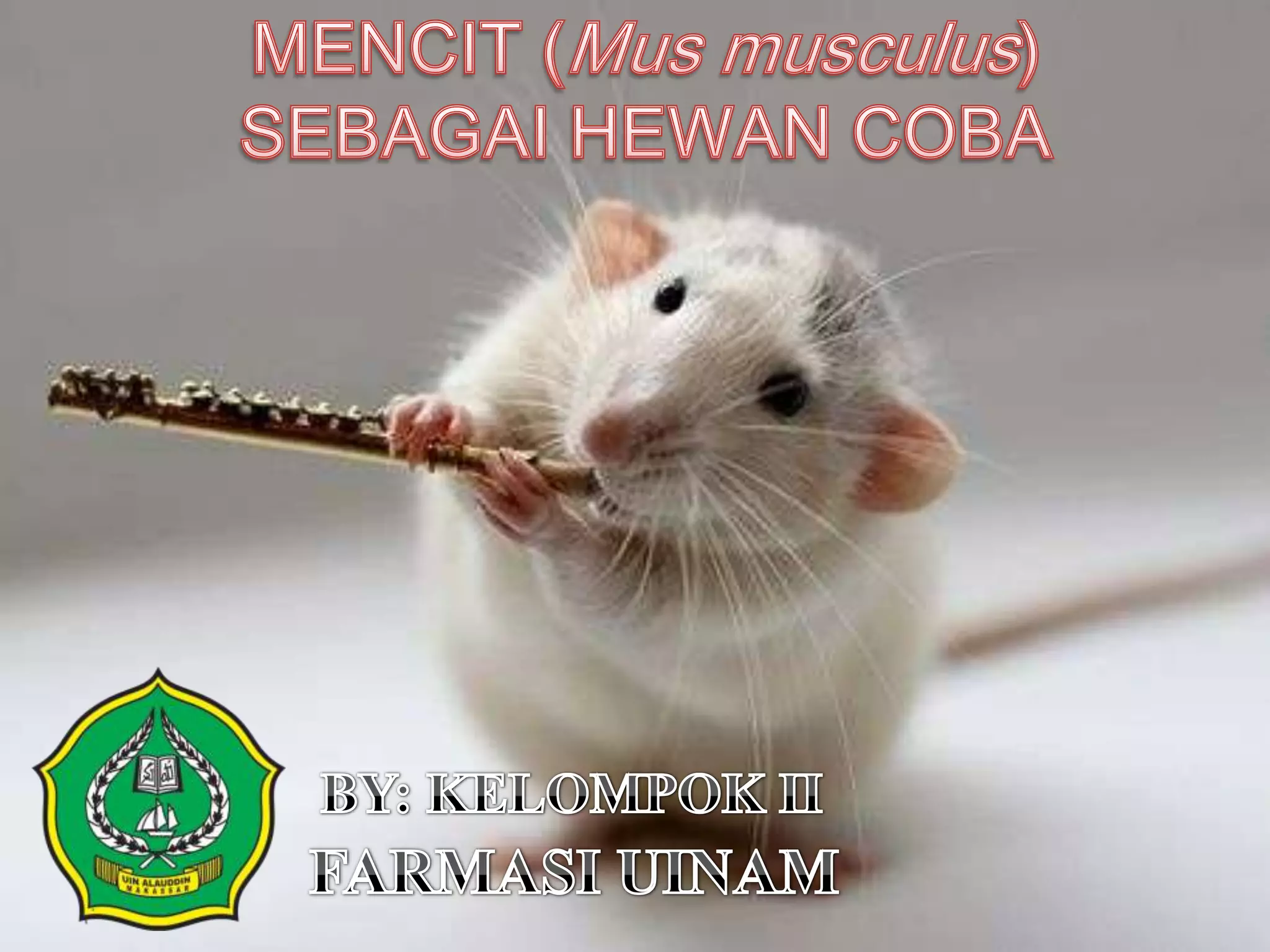 Mencit (mus musculus) sebagai hewan coba | PPTX