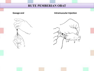 Mencit (mus musculus) sebagai hewan coba | PPTX