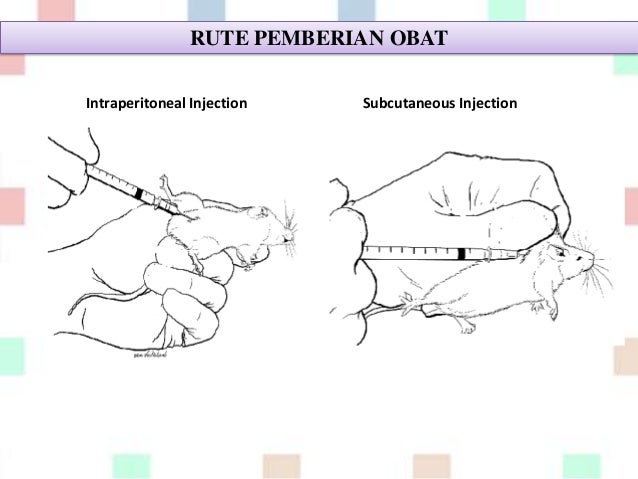 Mencit (mus musculus) sebagai hewan coba