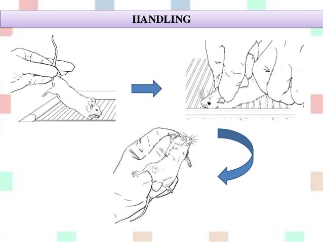 Mencit (mus musculus) sebagai hewan coba