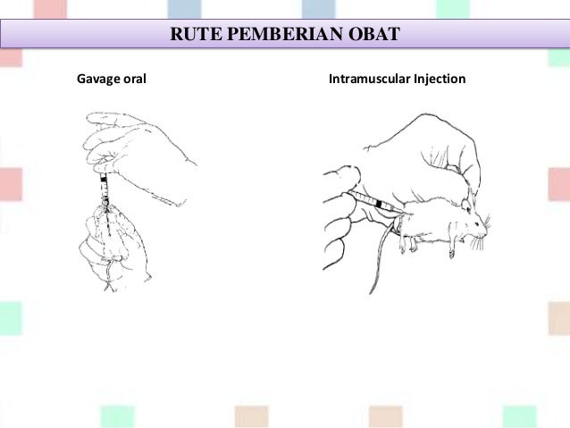 Mencit (mus musculus) sebagai hewan coba