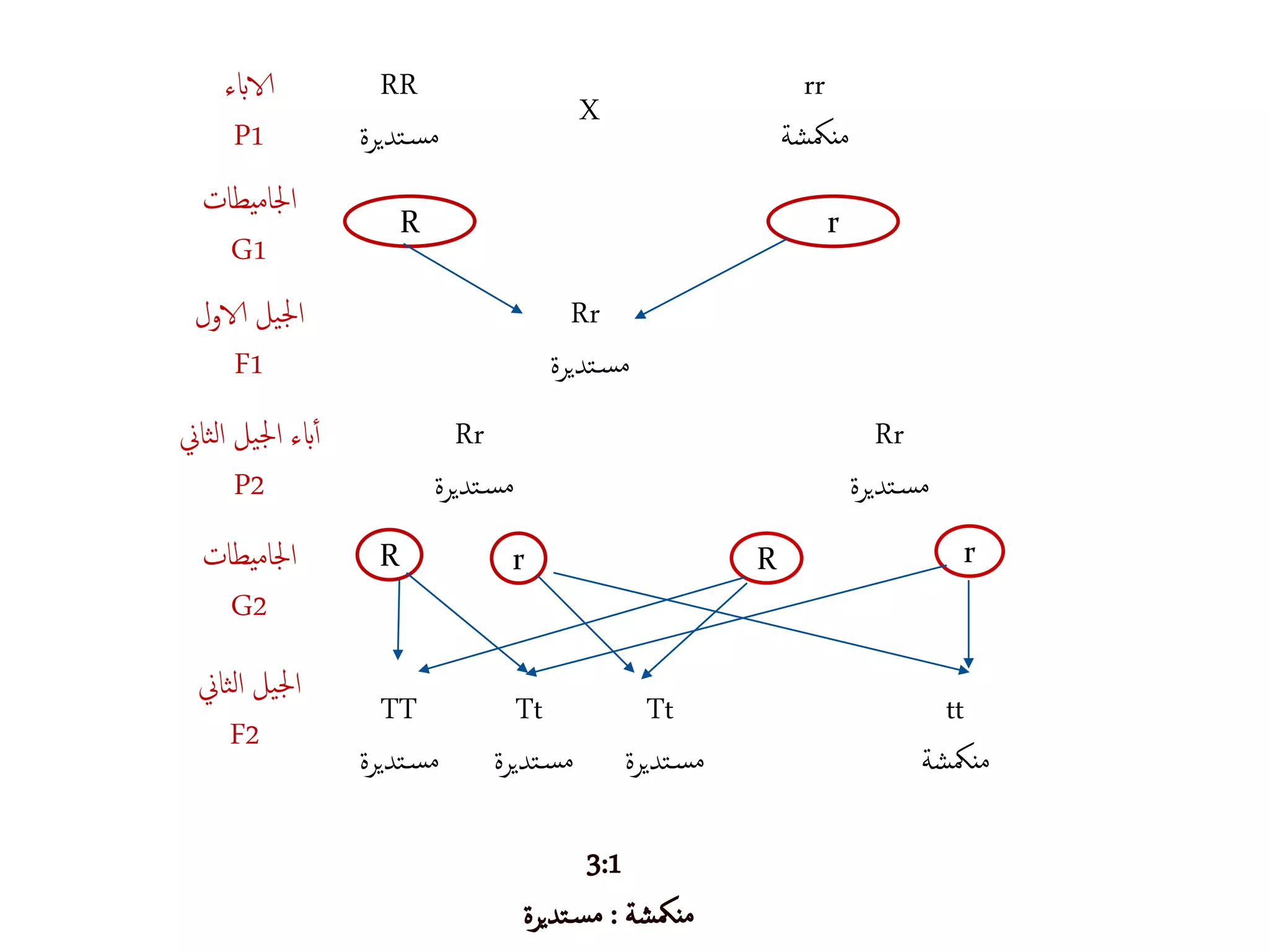 قوانين مندل | PPTX