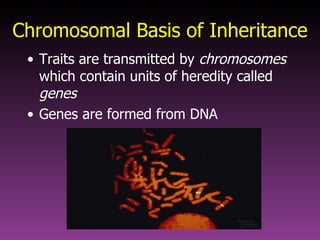 Mendel | PPT | Genetics | Science