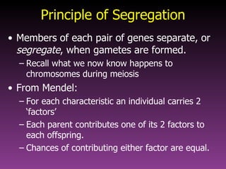 Mendel | PPT | Genetics | Science