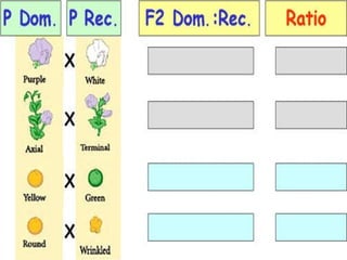 Intro to Mendel | PPT