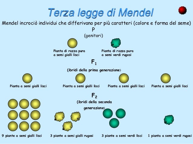 Le leggi di G.Mendel