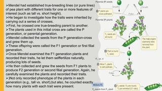 Mendel History.pptx | Gardening | Home & Garden