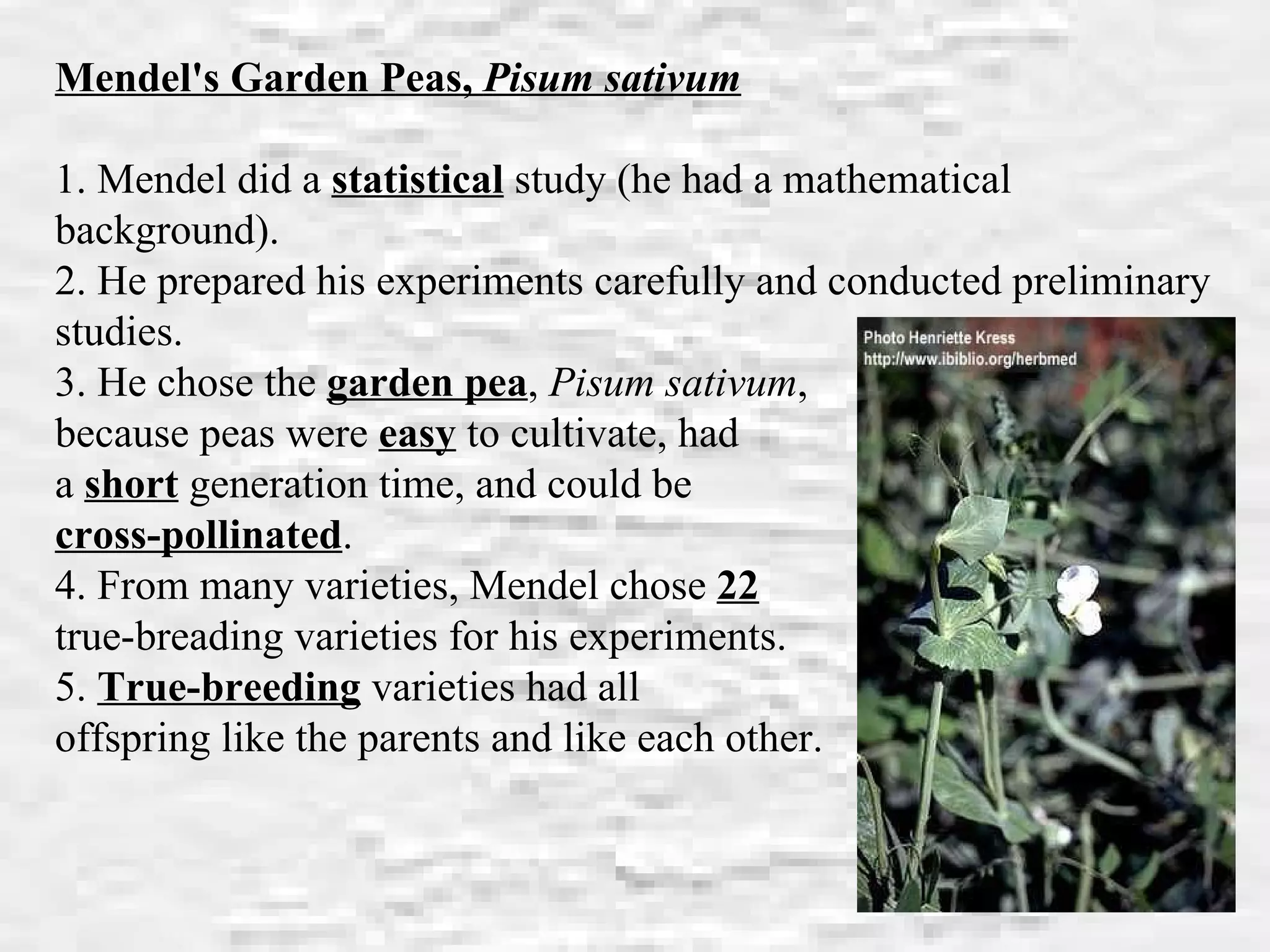 Mendel And Genetics Notes | PPT
