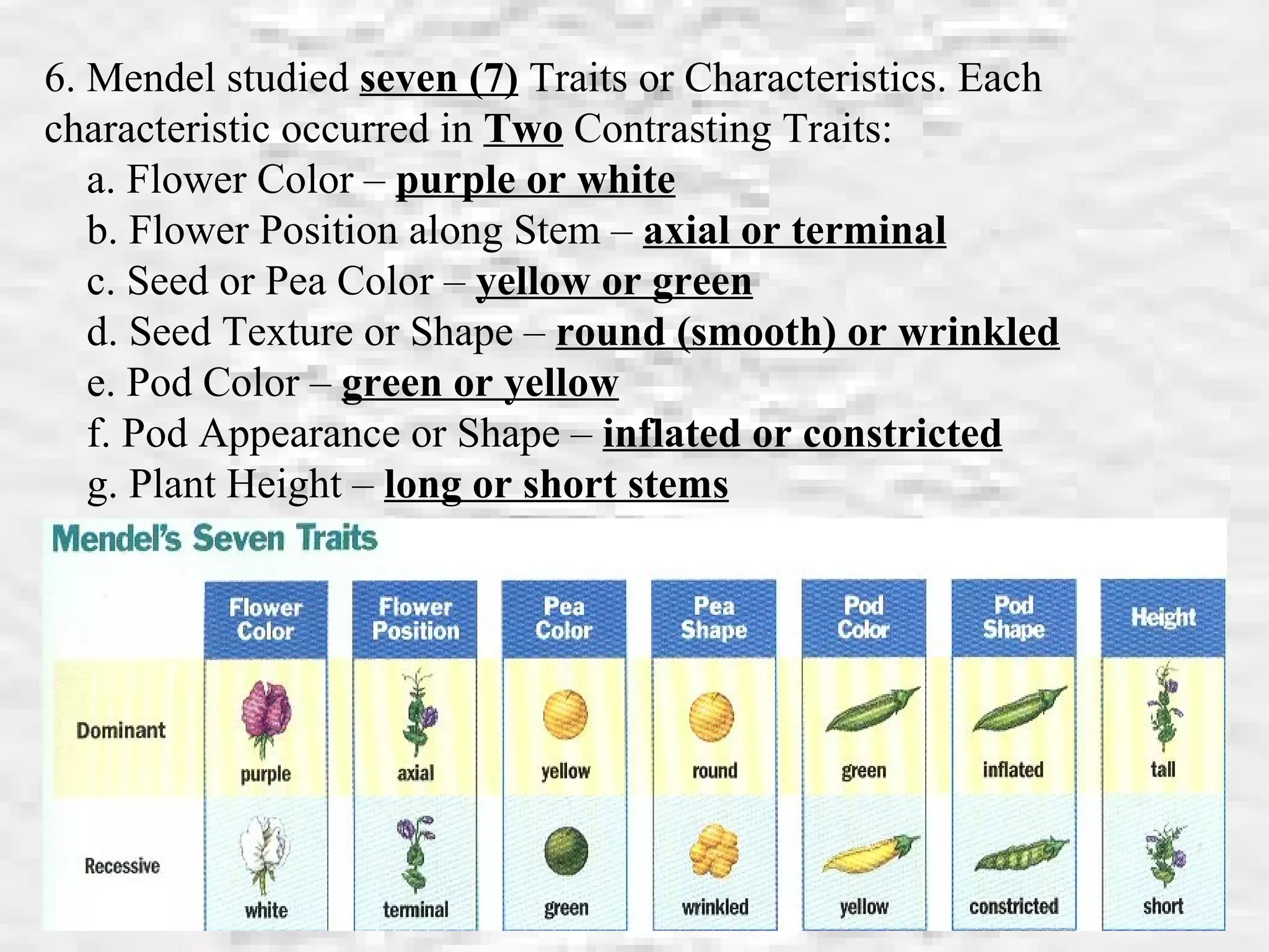 Mendel And Genetics Notes | PPT | Gardening | Home & Garden