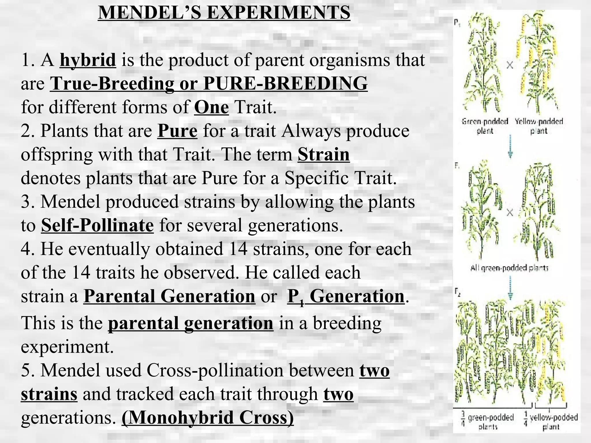 Mendel And Genetics Notes | PPT