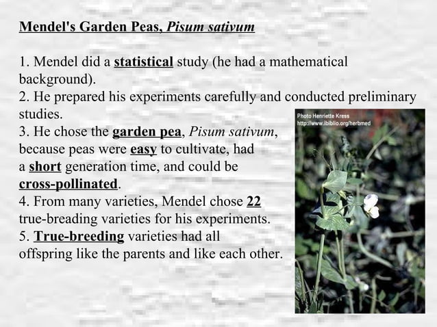 Mendel And Genetics Notes | PPT | Gardening | Home & Garden