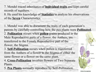 Mendel And Genetics Notes | PPT
