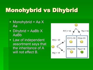 Mendel And Mendelian Genetics | PPT