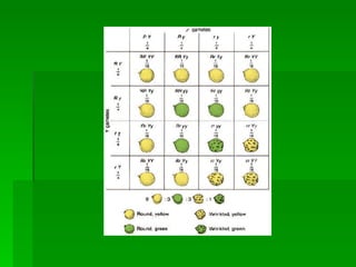 Mendel And Mendelian Genetics | PPT