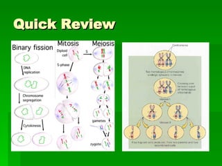 Mendel And Mendelian Genetics | PPT