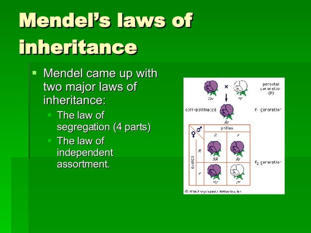 Mendel And Mendelian Genetics | PPT