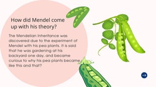 Grade 9 Quarter 1 Gregor Mendel Genetics | PPTX