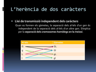 L'herència i les lleis de Mendel 4 ESO | PPTX