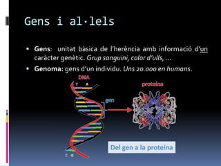 L'herència i les lleis de Mendel 4 ESO | PPTX