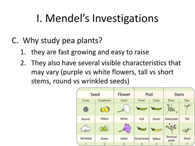 Mendel and genetics unit 2 | PPTX | Genetics | Science