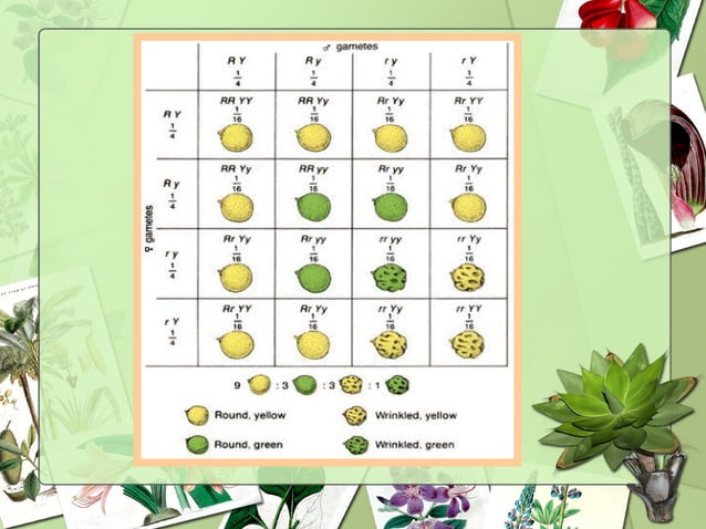 Mendel and heredity | PPT