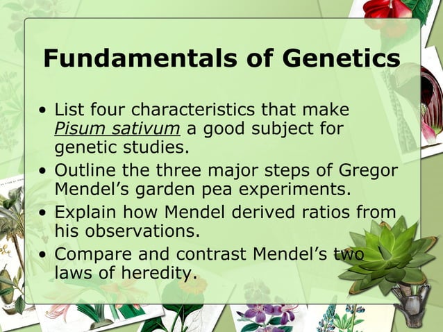 Mendel and heredity | PPT