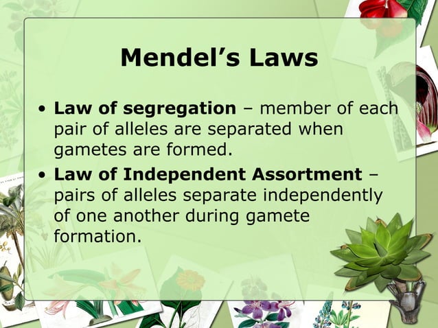 Mendel and heredity | PPT