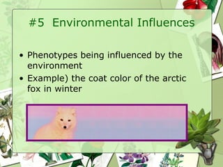 Mendel and heredity | PPT
