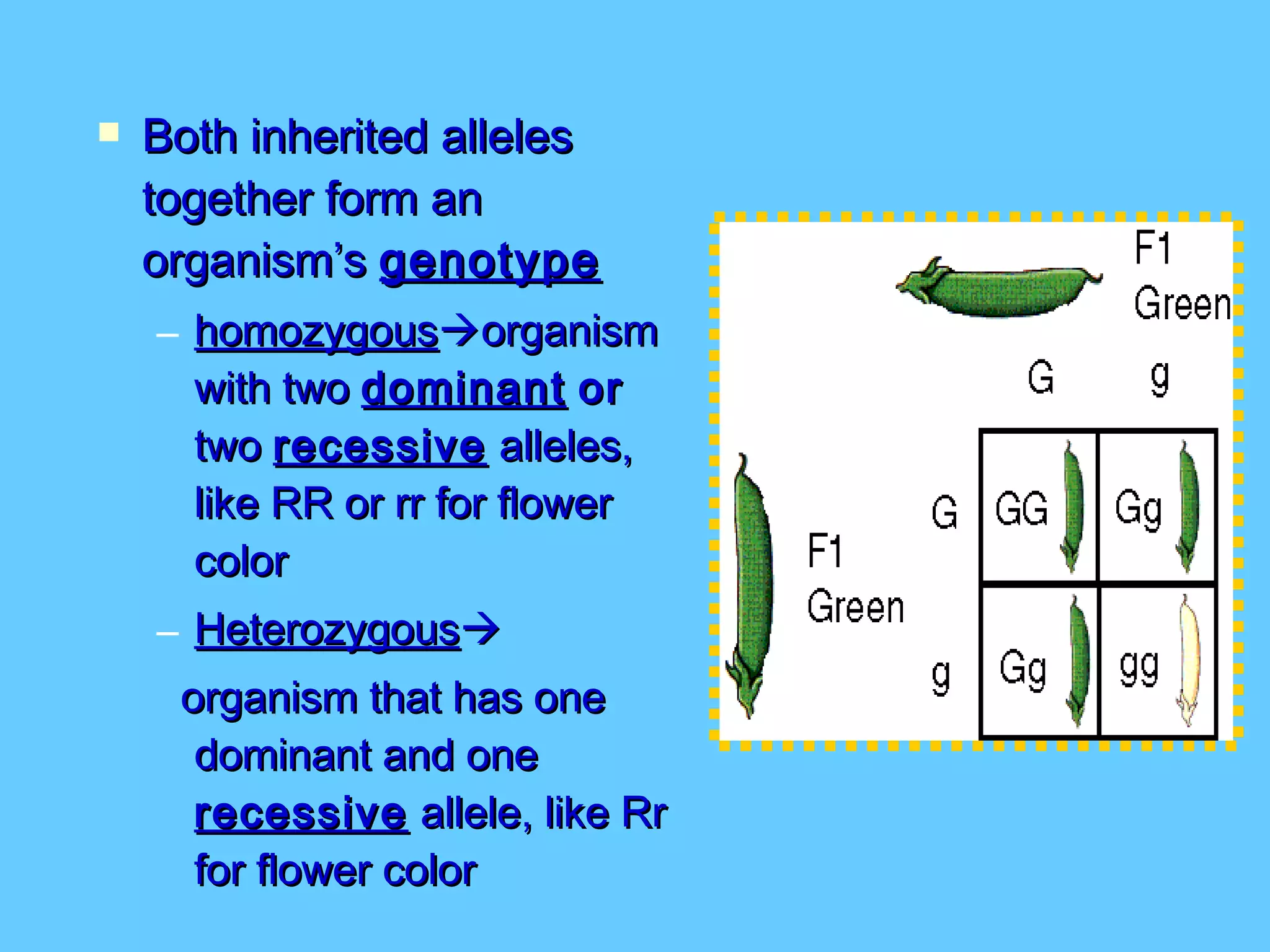 Mendel and his peas | PPT