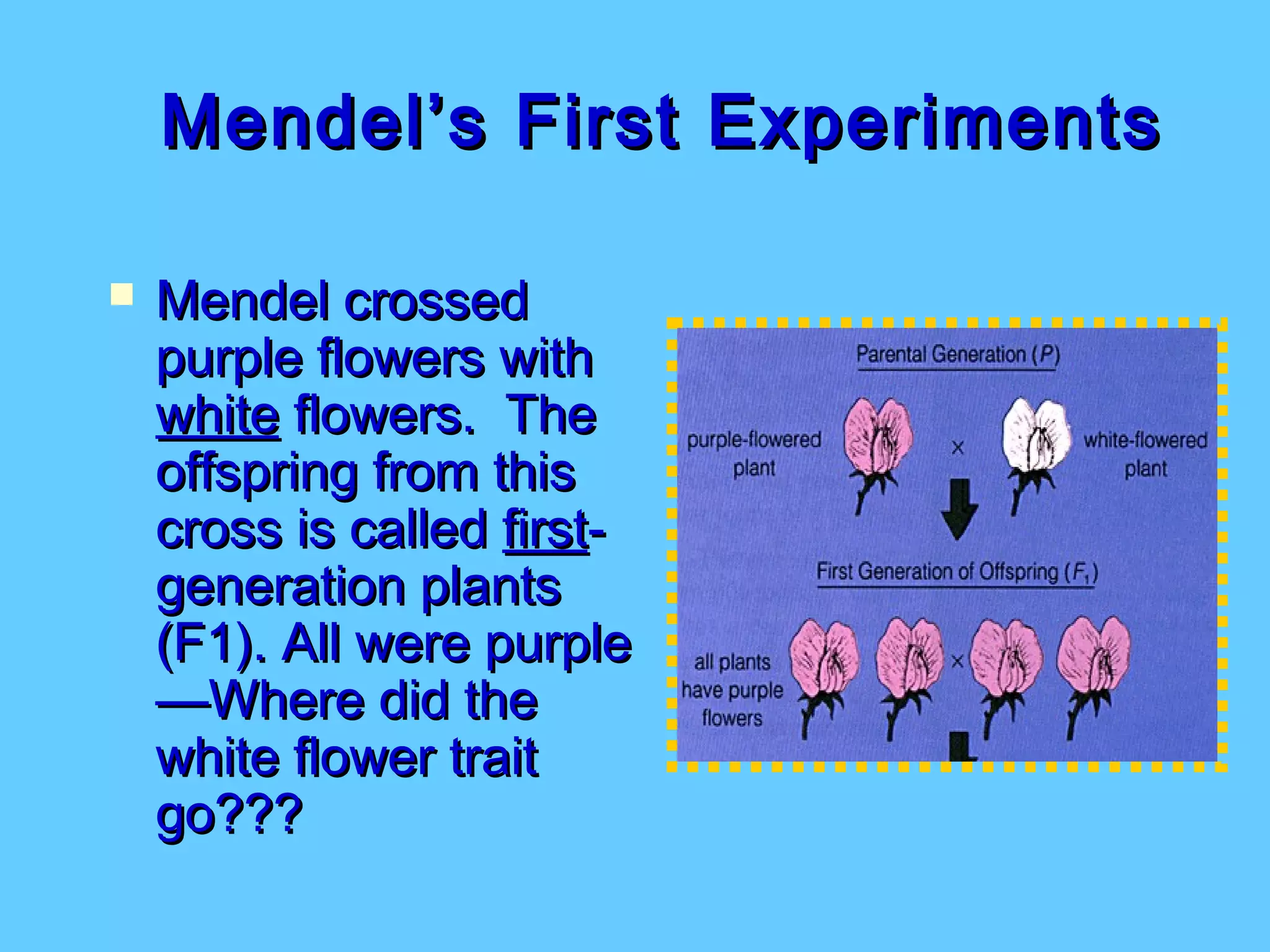 Mendel and his peas | PPT