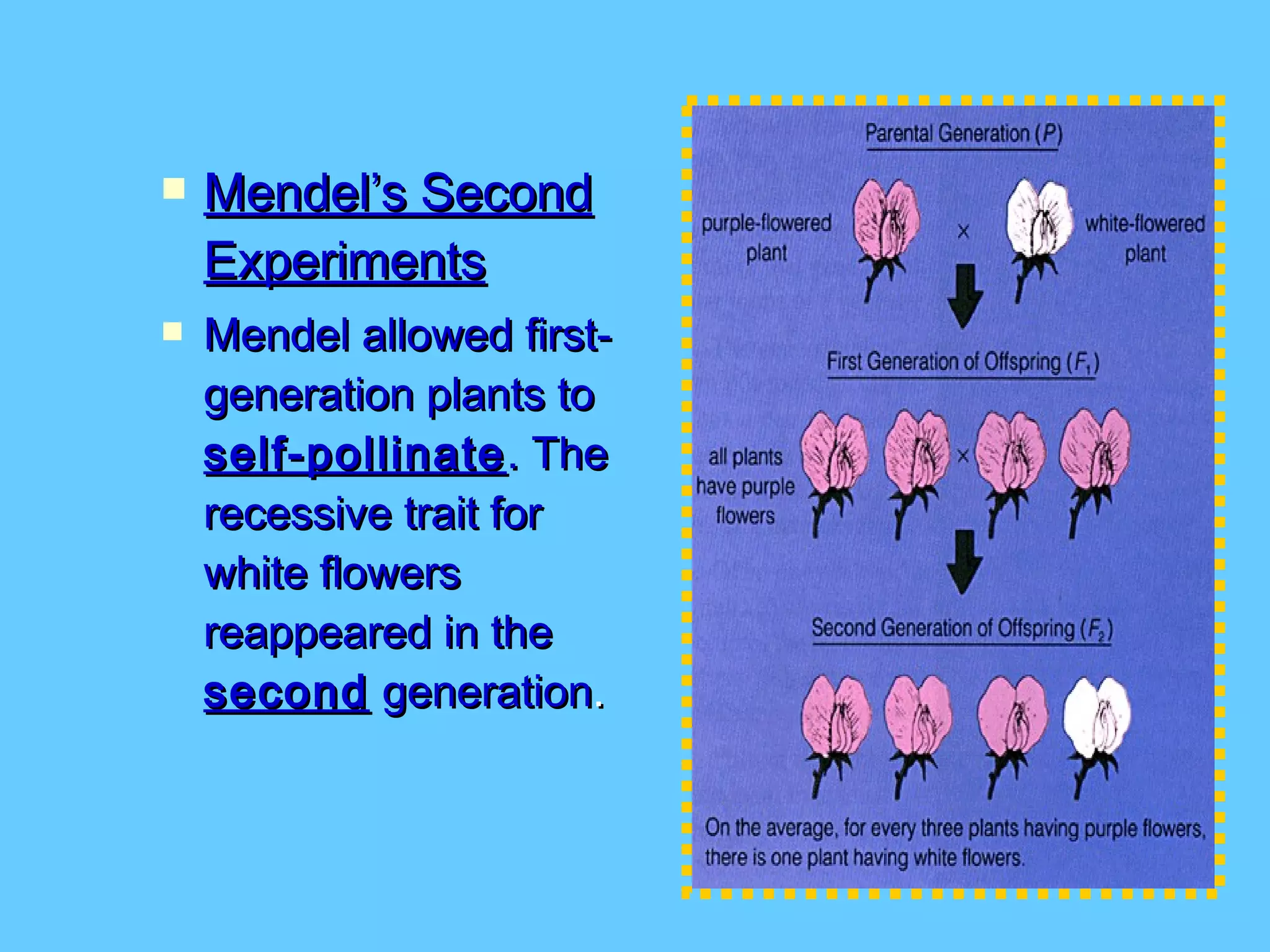 Mendel and his peas | PPT
