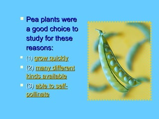 Mendel and his peas | PPT