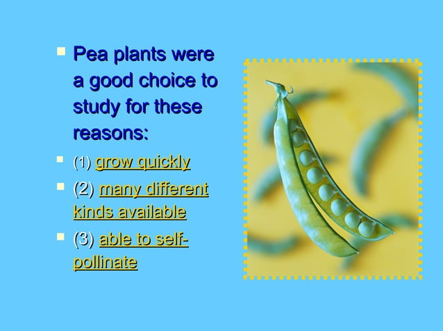 Mendel and his peas | PPT