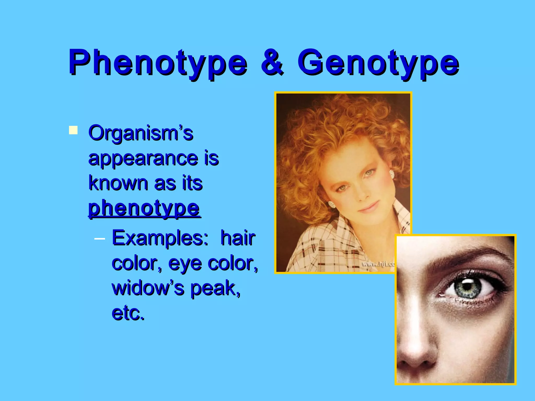 Mendel and his peas | PPT