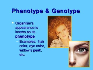Mendel and his peas | PPT