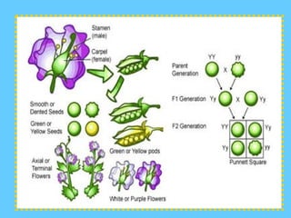 Mendel and his peas | PPT
