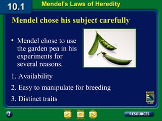 Mendel and punnett squares | PPT