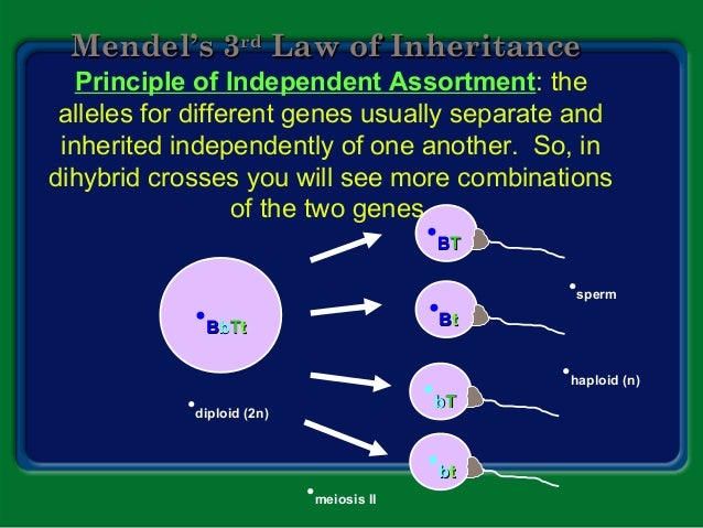 Mendel and punnett squares