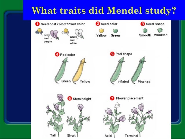 Mendel Punnett Square – Baysection