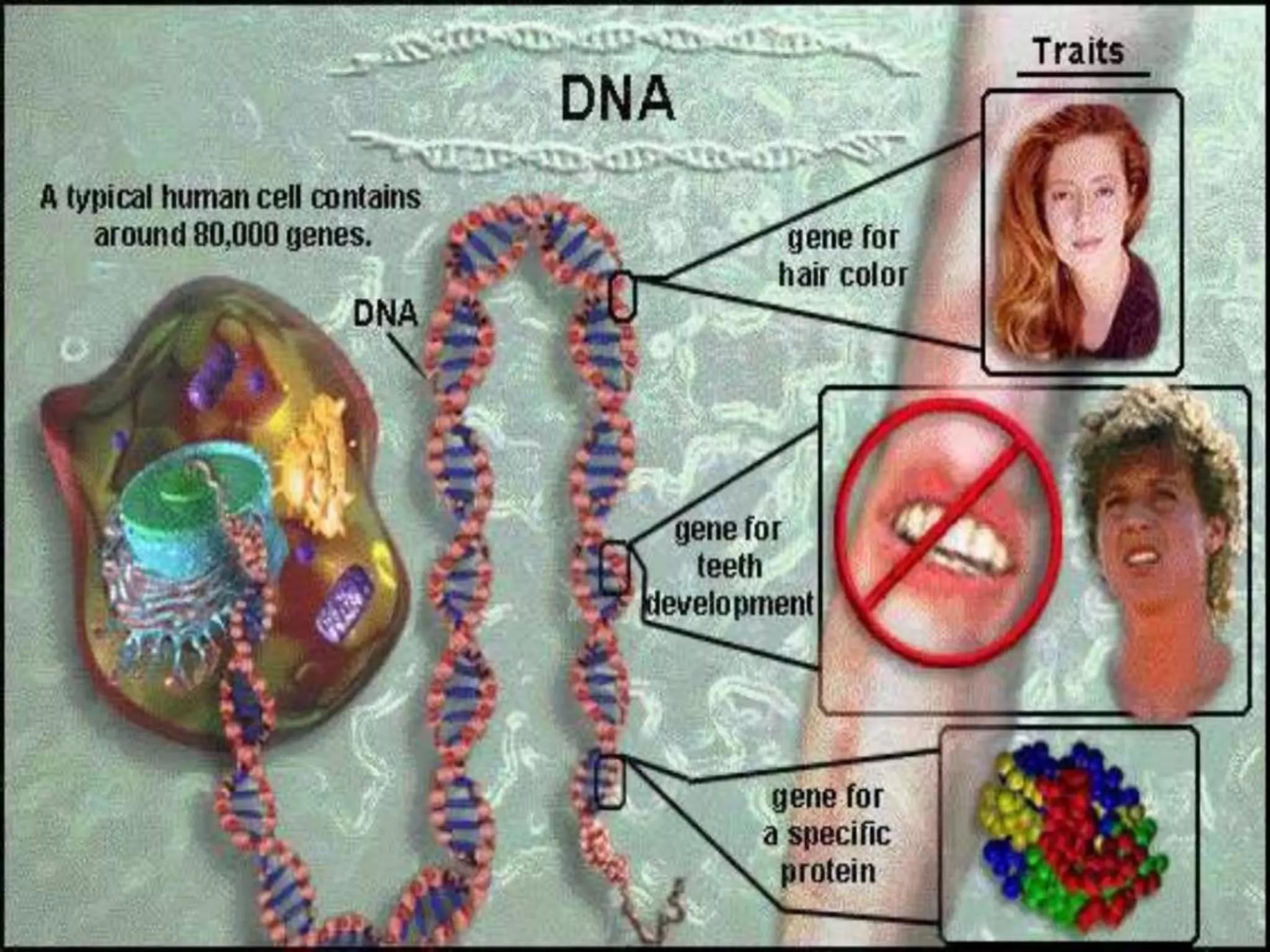 Mendel concept of genetics | PPTX