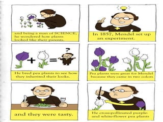 Mendel concept of genetics | PPTX